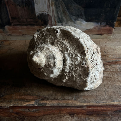 Untouched Antique Green Giant Borghese Shell – Doris Brixham