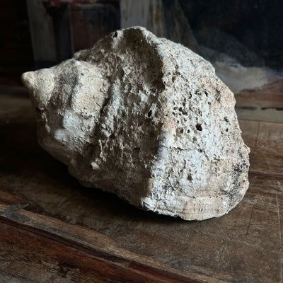 Untouched Antique Green Giant Borghese Shell – Doris Brixham