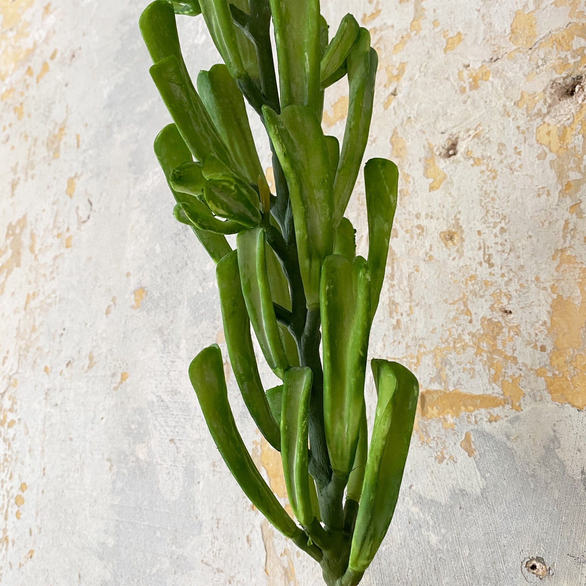 Faux Cactus Branch – Doris Brixham